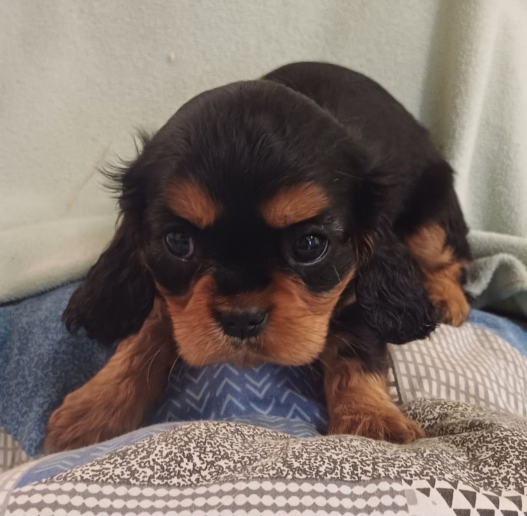 Portée de Cavalier King Charles du 16/01/2024 - Elevage du moulin de la terrasse